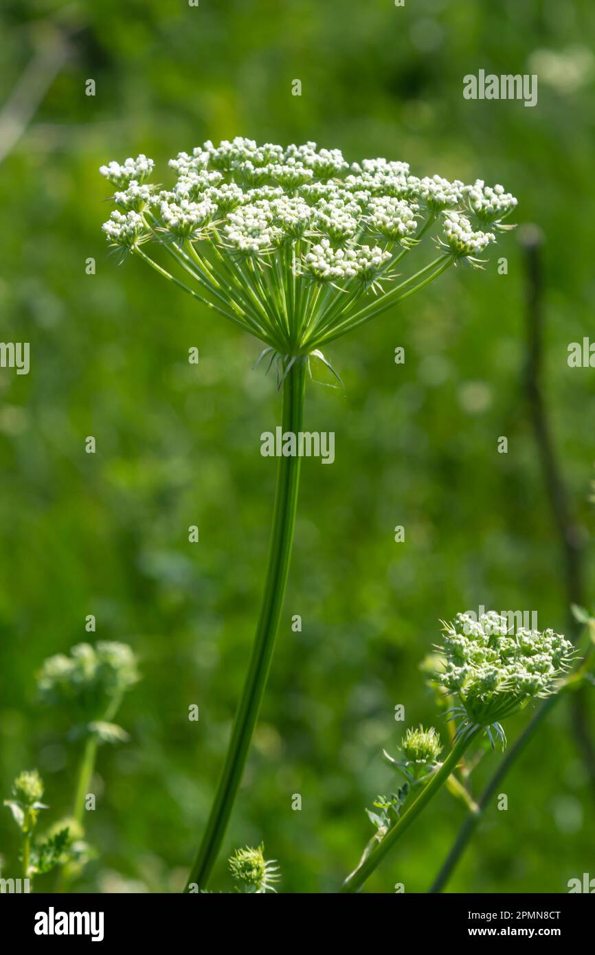 Flowering black cumin, Bunium bulbocastanum in the natural environment ...