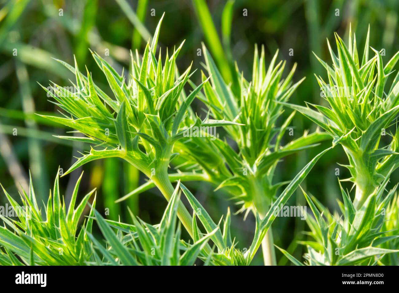 field eryngo or eryngium campestre. Cardo corredor. Plant member of the ...