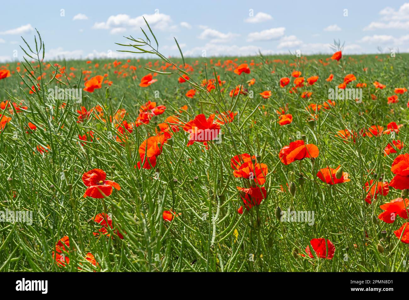 Common names for Papaver rhoeas include corn poppy, corn rose, field ...