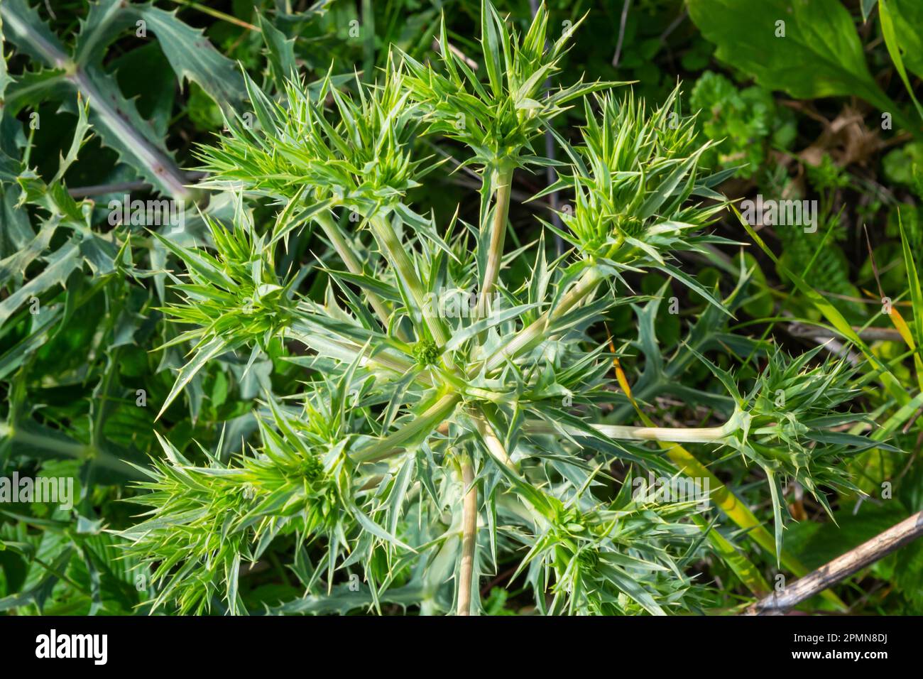 field eryngo or eryngium campestre. Cardo corredor. Plant member of the ...