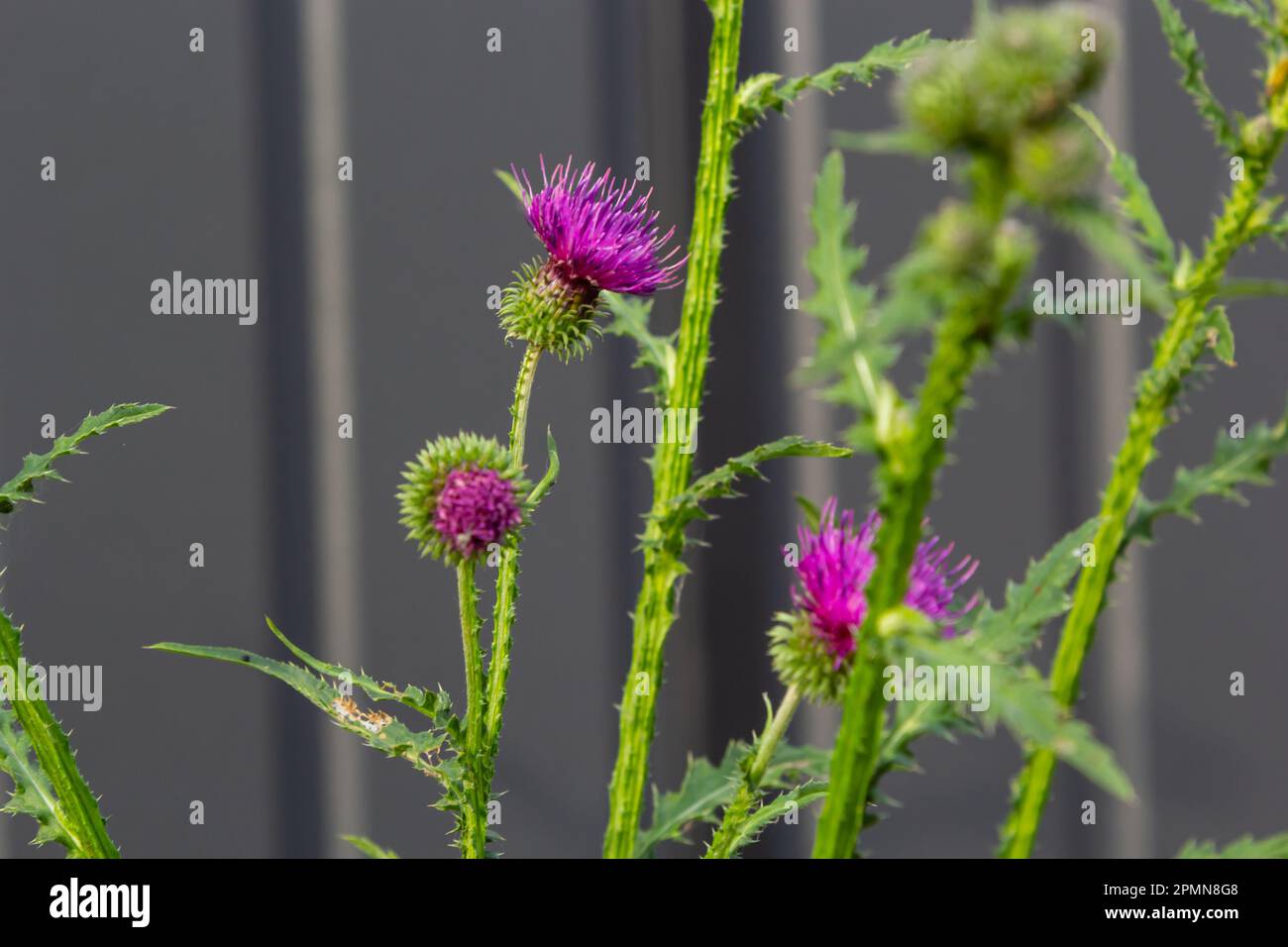 Flowering creeping thistle Cirsium arvense, also Canada thistle or ...