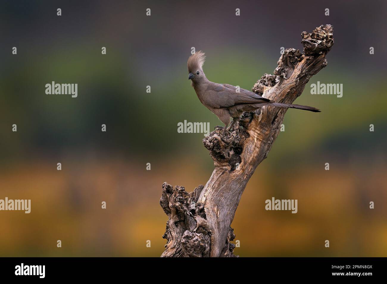 Grey go-away-bird, Corythaixoides concolor, grey lourie detail portrait ...