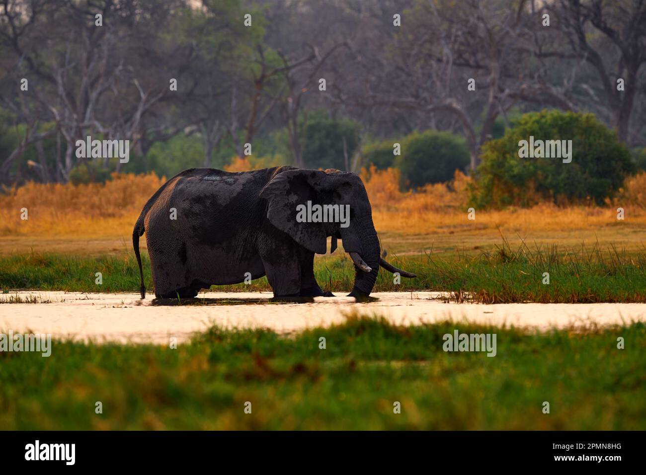 Nature in Africa. Elephant in the Khwai River, Moremi Reserve in ...