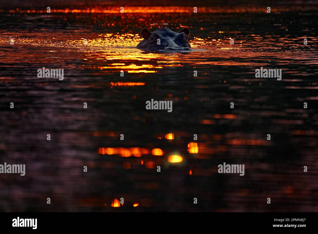 Red hippo sunset. Hippo, hiden head i sunset light. Big animal in the ...