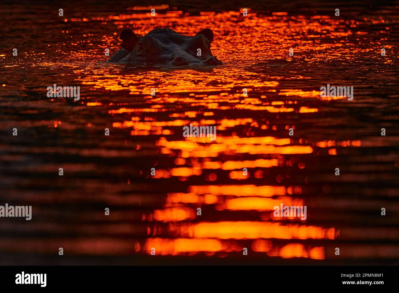 Red hippo sunset. Hippo, hiden head i sunset light. Big animal in the ...