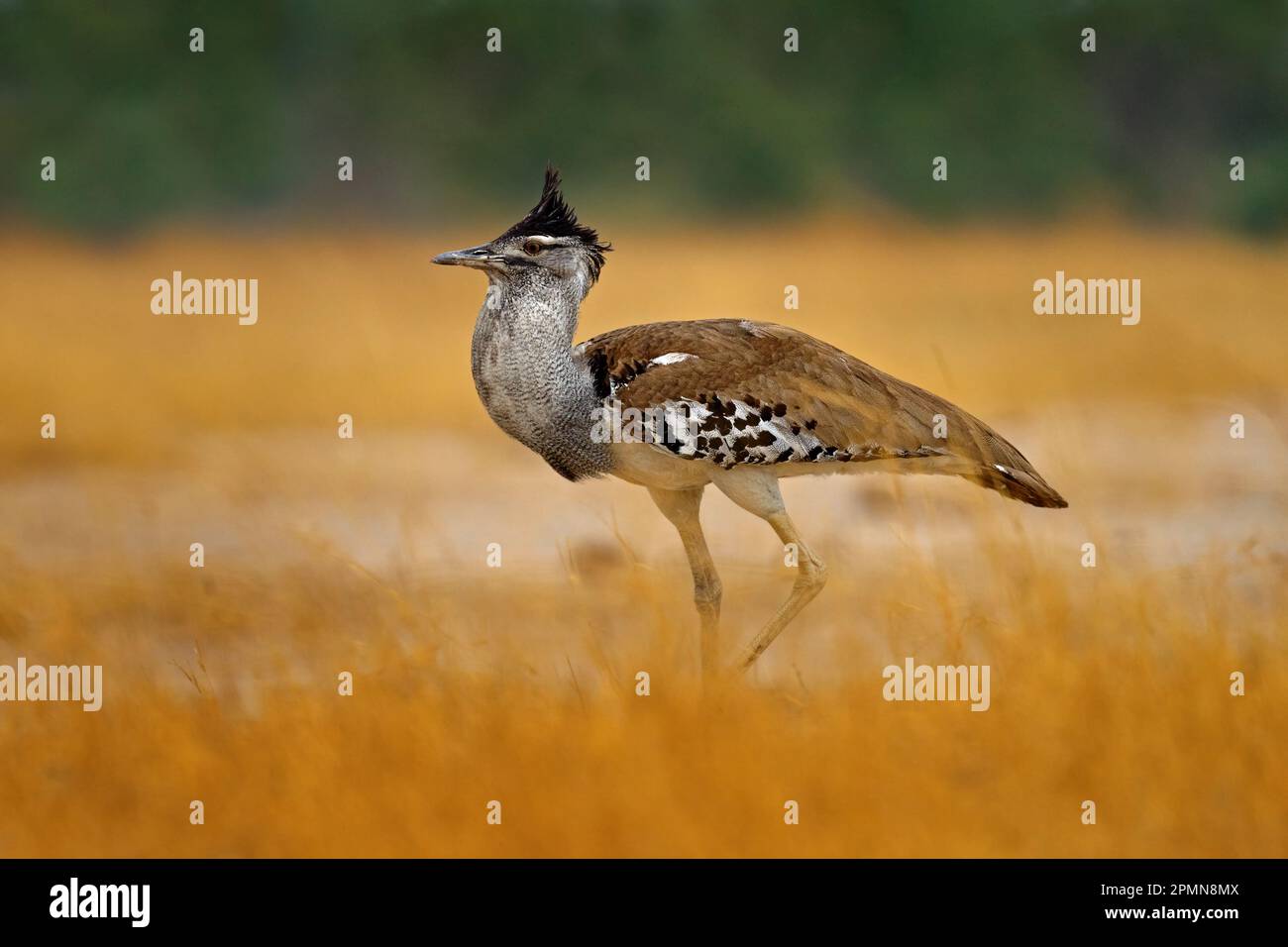 Native south african fauna hi-res stock photography and images - Alamy