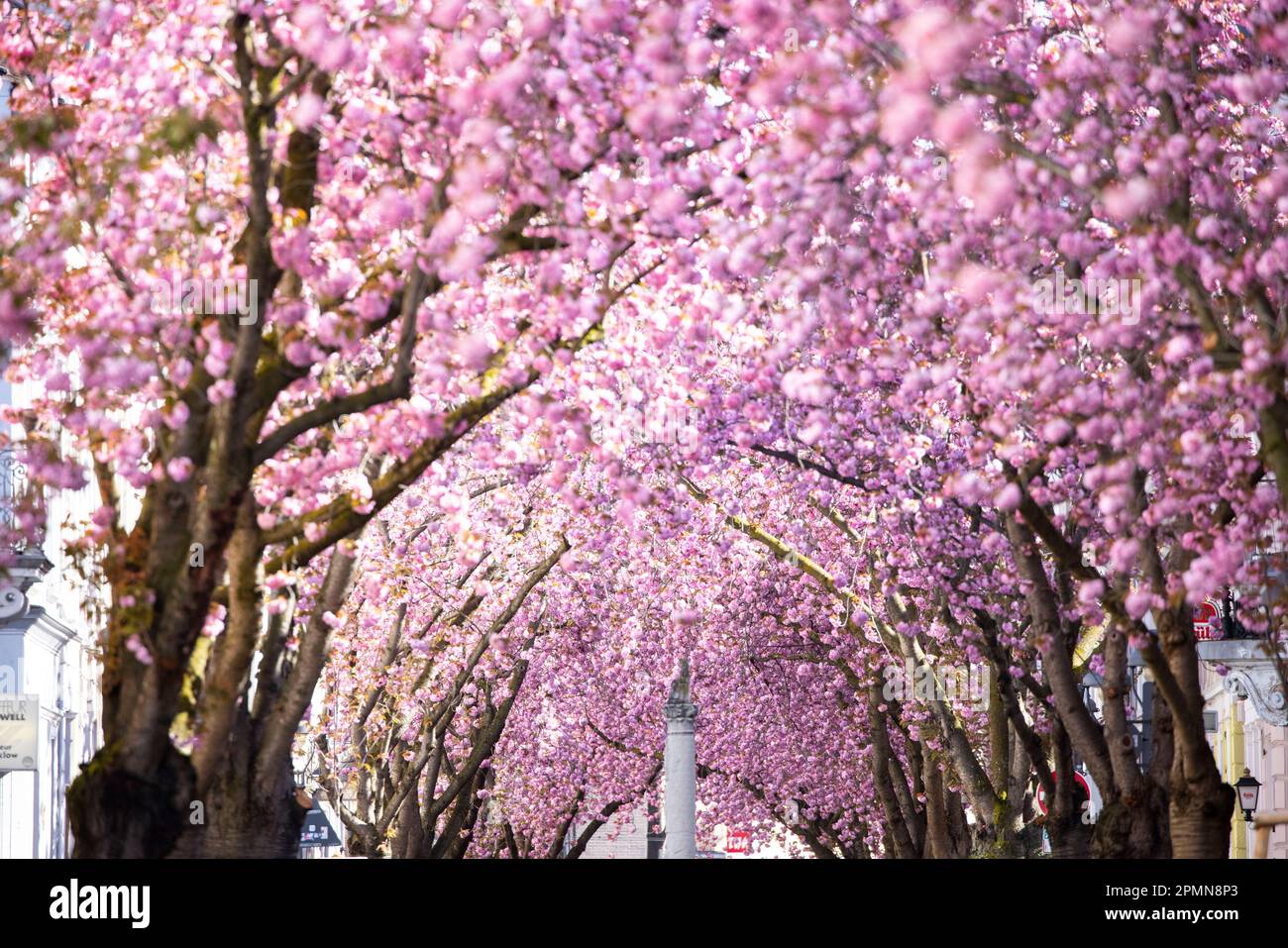 Bonn, Germany. 14th Apr, 2023. The Roman Jupiter column stands under ...