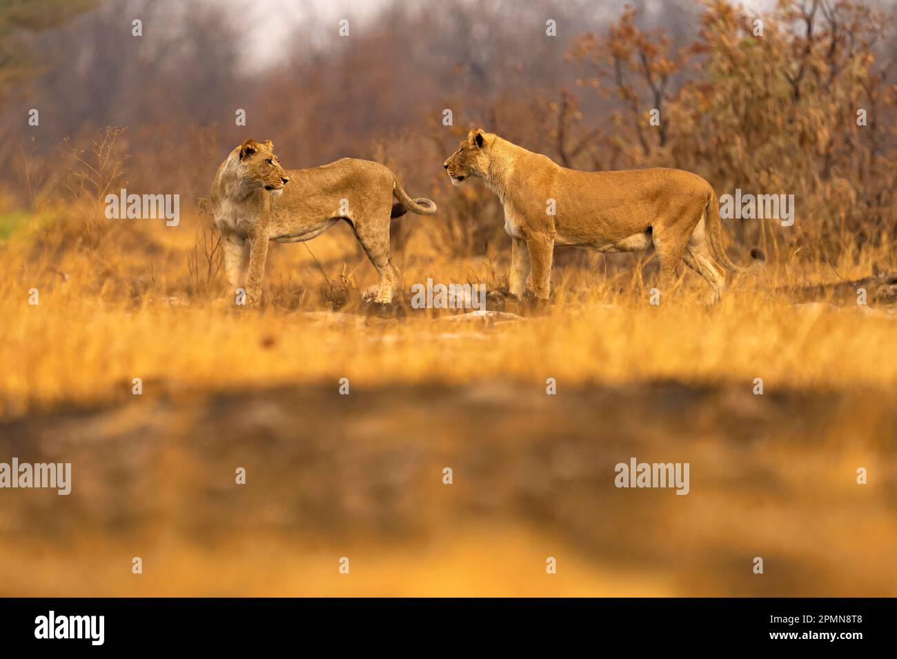 African lion, male. Botswana wildlife. Lion, fire burned destroyed ...