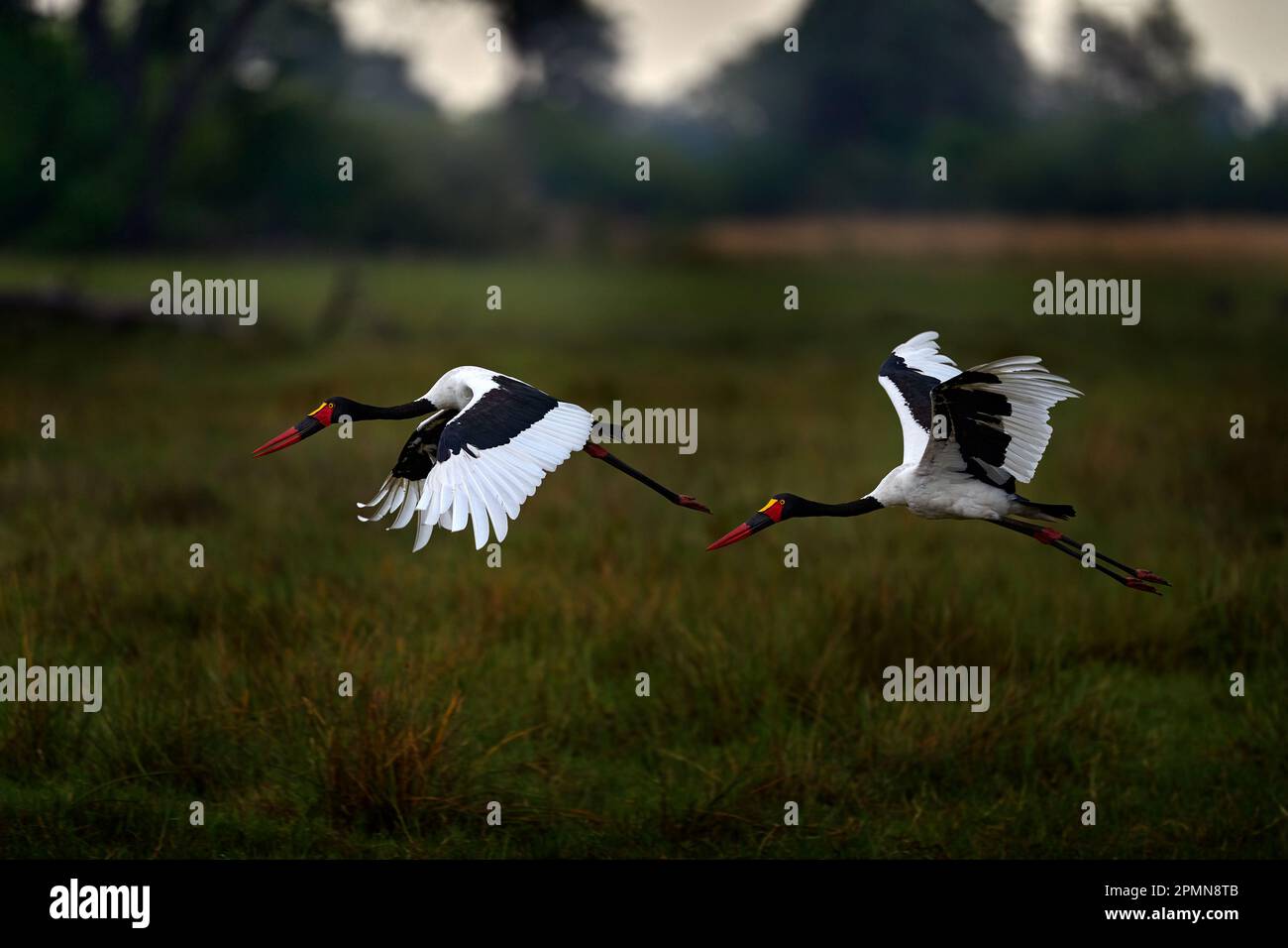 Okavango delta bird flight. Saddle-billed stork, or saddlebill, in ...