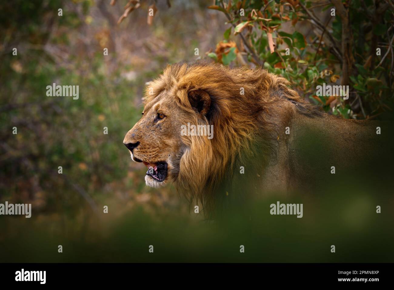 African lion, male. Botswana wildlife. Lion, fire burned destroyed ...
