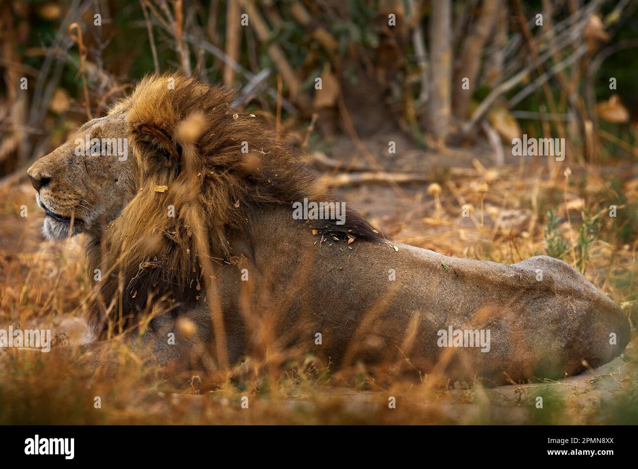 African lion, male. Botswana wildlife. Lion, fire burned destroyed ...