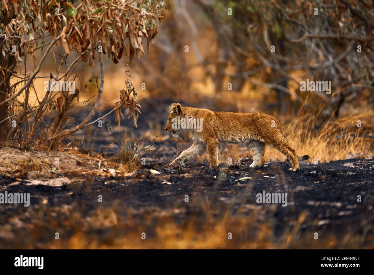Fire in Africa. African lion, male. Botswana wildlife. Lion, fire ...