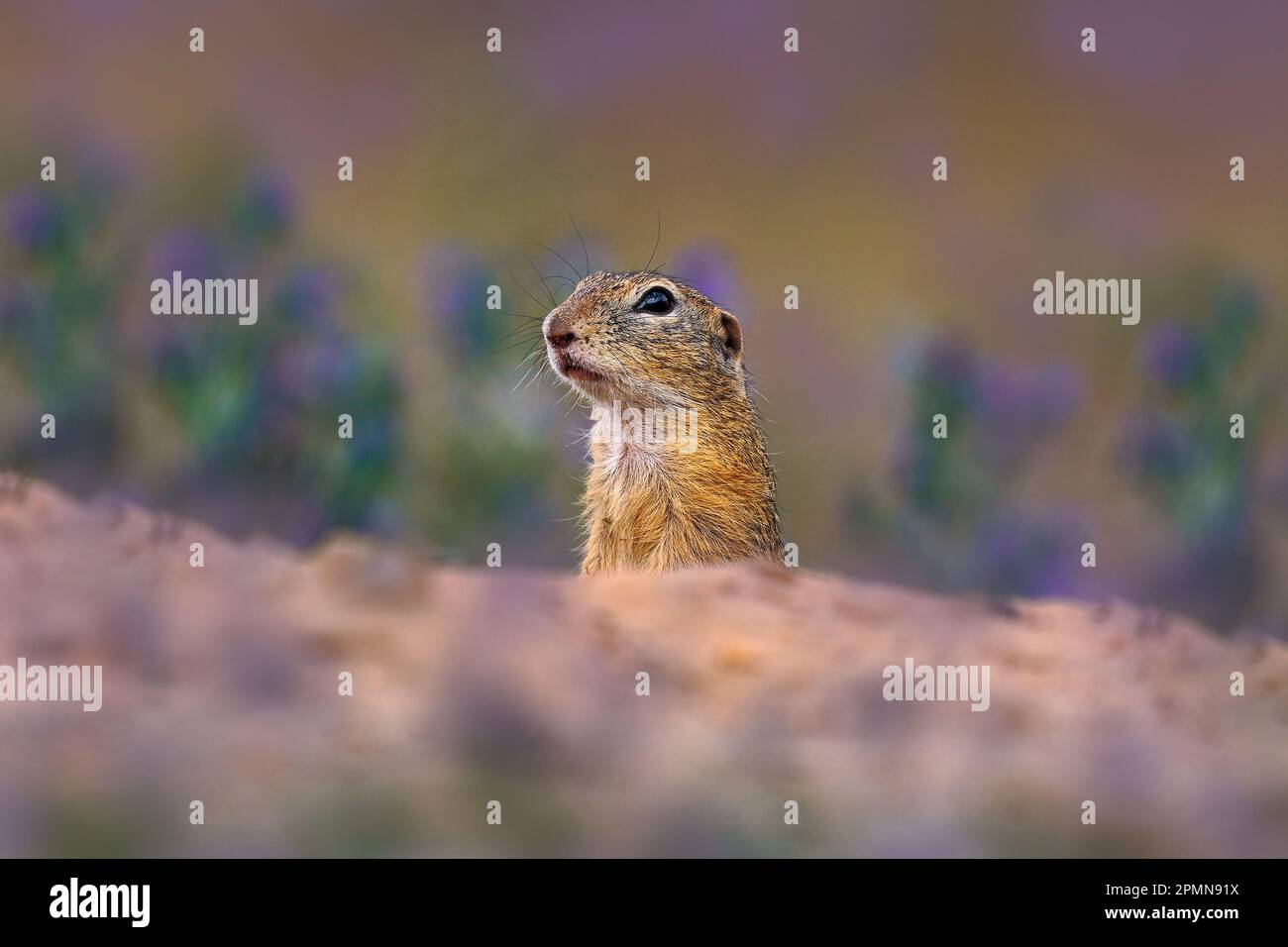European Ground Squirrel fight, Spermophilus citellus, sitting in the ...