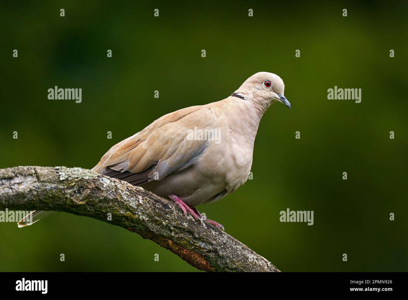Collared dove neck plumage hi-res stock photography and images - Alamy
