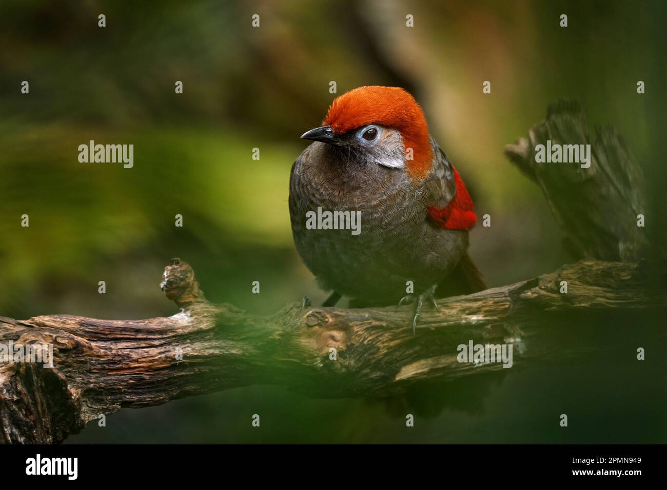 Red and grey songbird Red-tailed Laughingthrush, Garrulax milnei ...