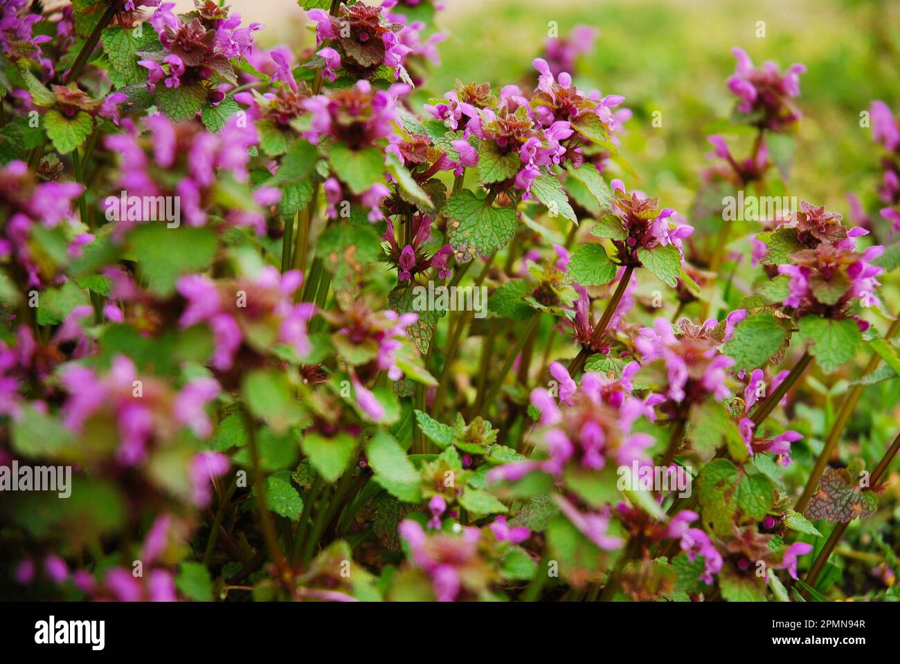 Lamium purpureum, known as red dead nettle, purple dead nettle, or ...