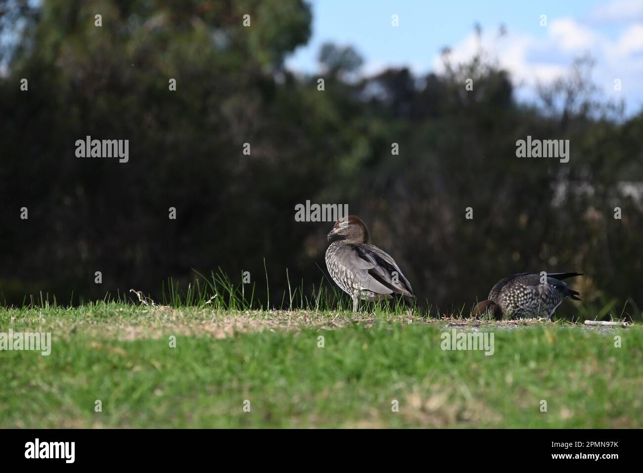 A female Australian wood duck atop a grassy hill, holding something in ...