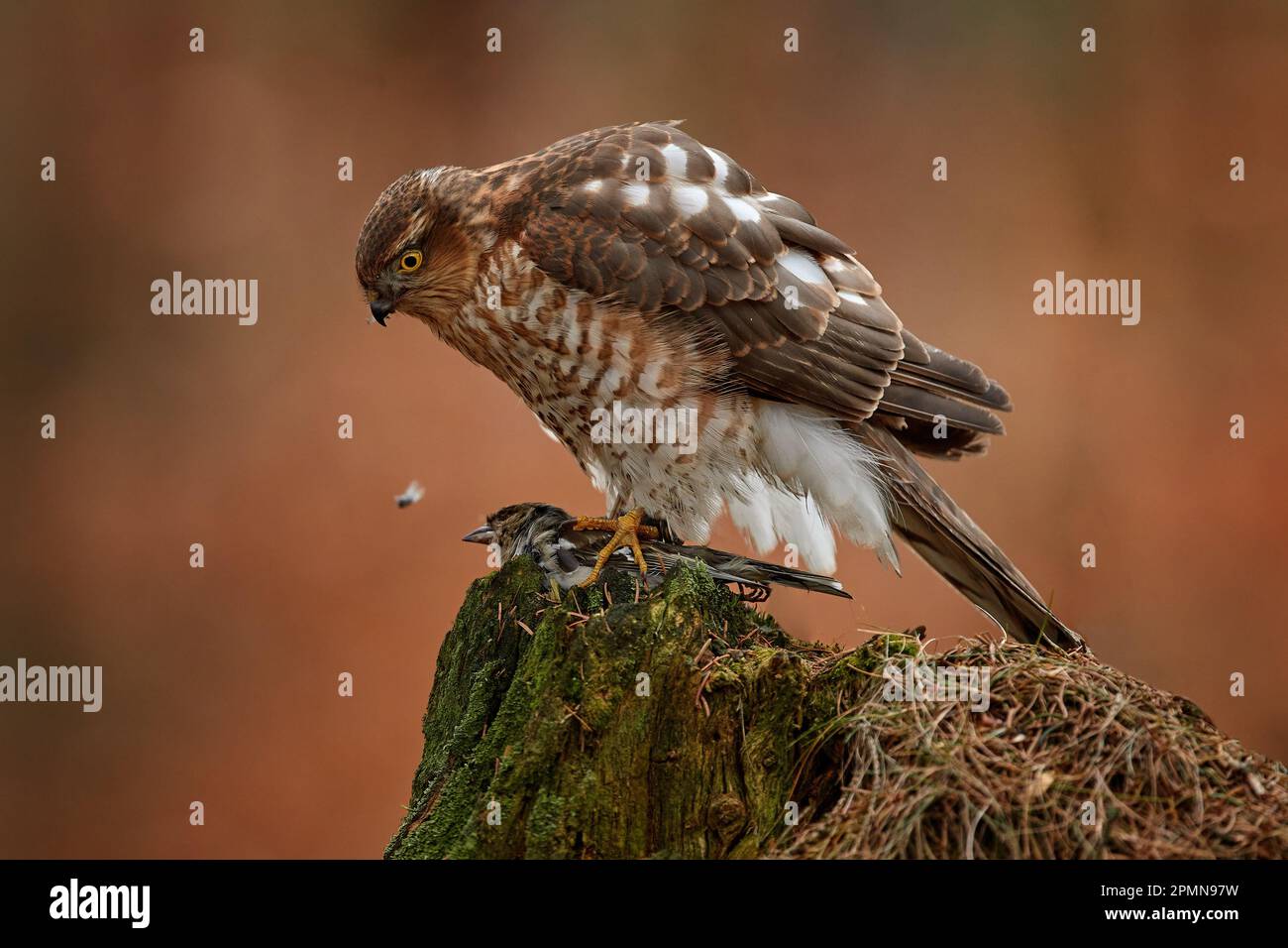 Bird behavior, hawk with songbird catch. Sparrowhawk, Accipiter nisus ...