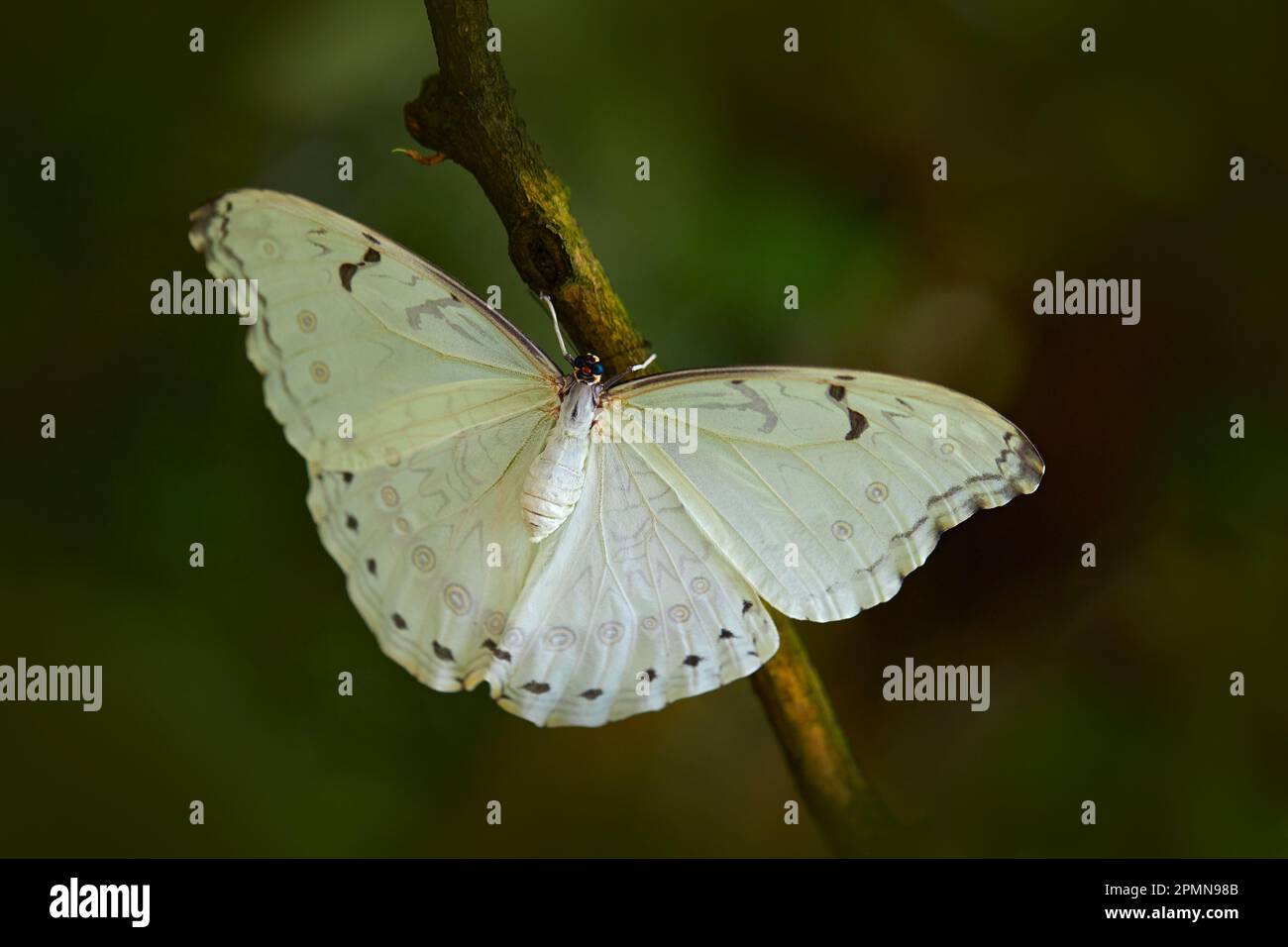 White butterfly on green leaves in tropic jungle. Morpho polyphemus ...
