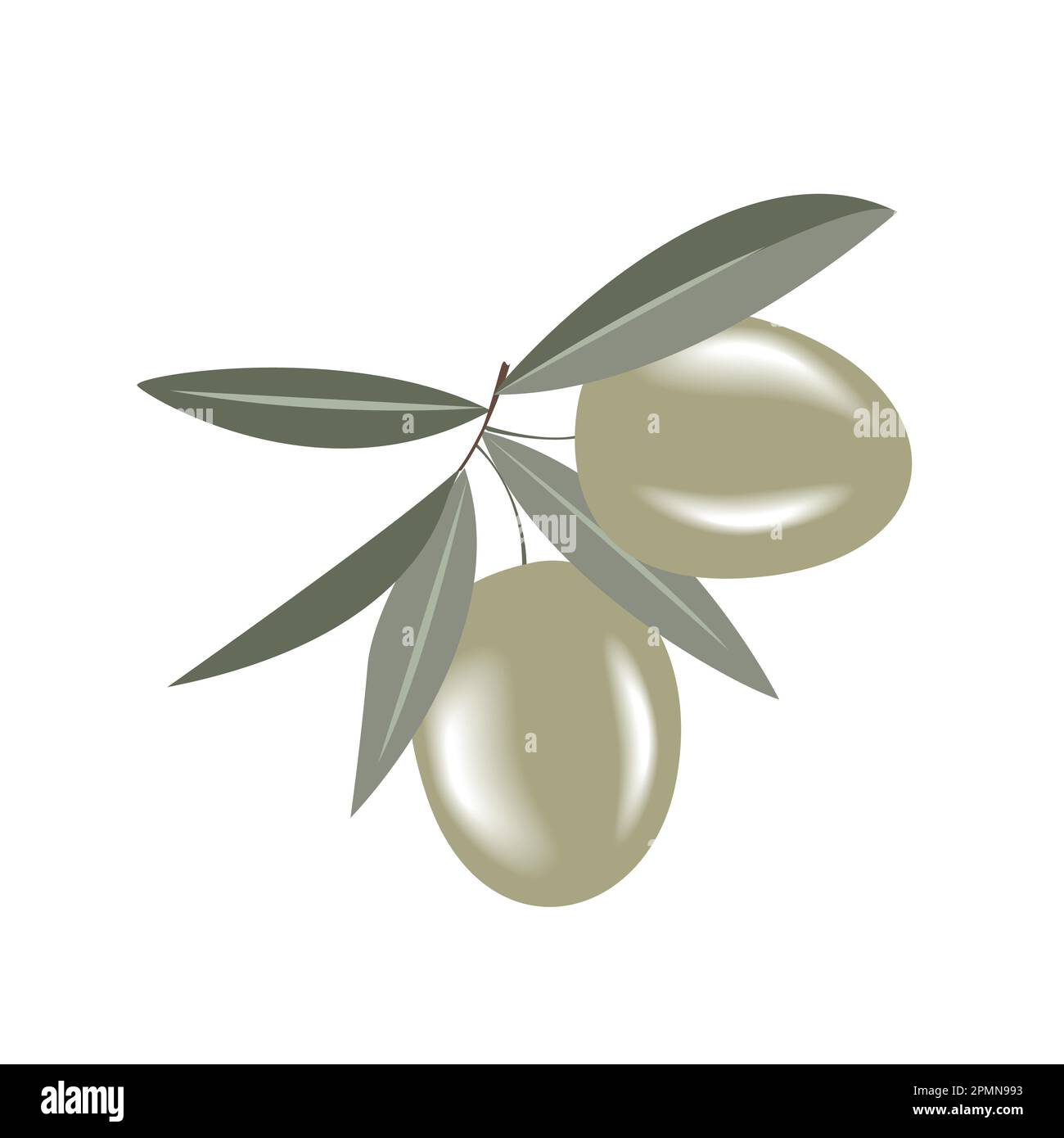 Olive branch with two delicious green olives, vector illustration ...
