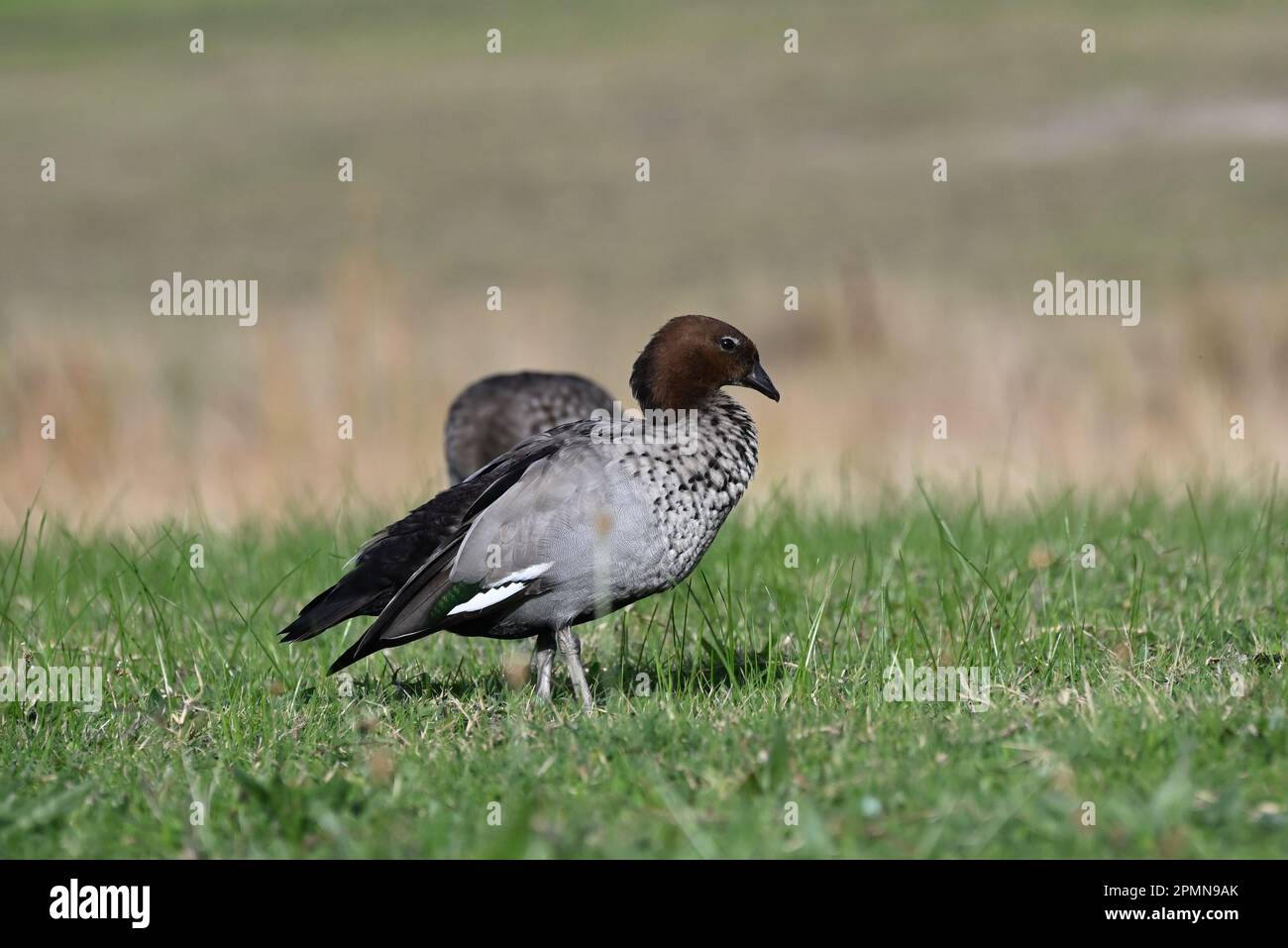 Side view of a male Australian wood duck standing in a grassy area ...