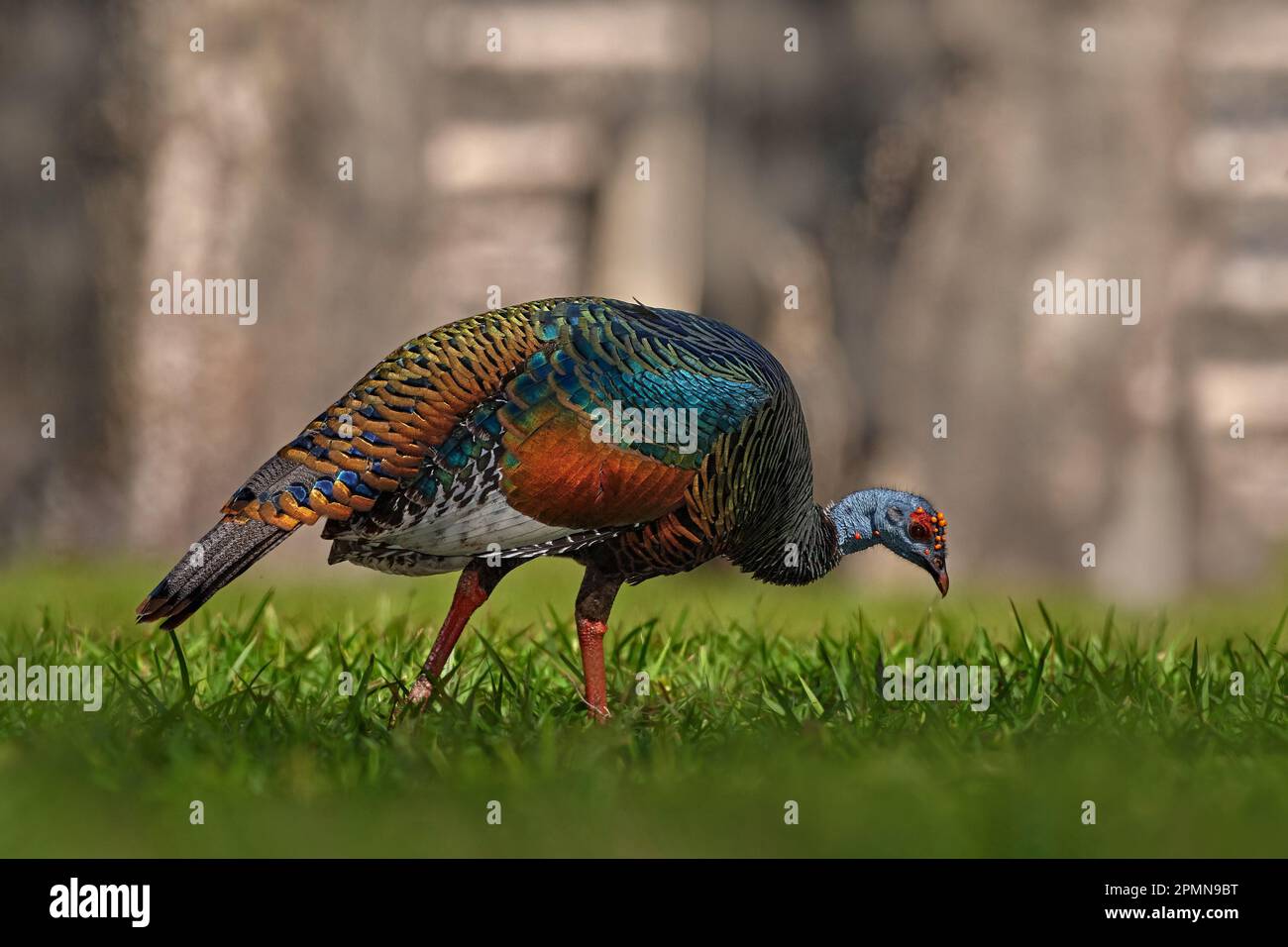 Gutemala nature. Ocellated turkey, Meleagris ocellata, rare bizar bird ...