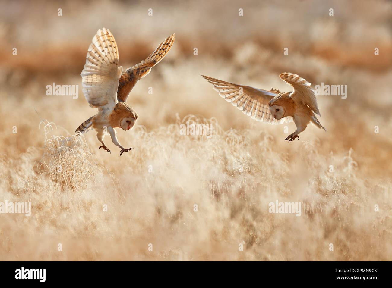 Morning Wildlife - owl from United Kingdom. Hunting Barn Owl, wild bird ...