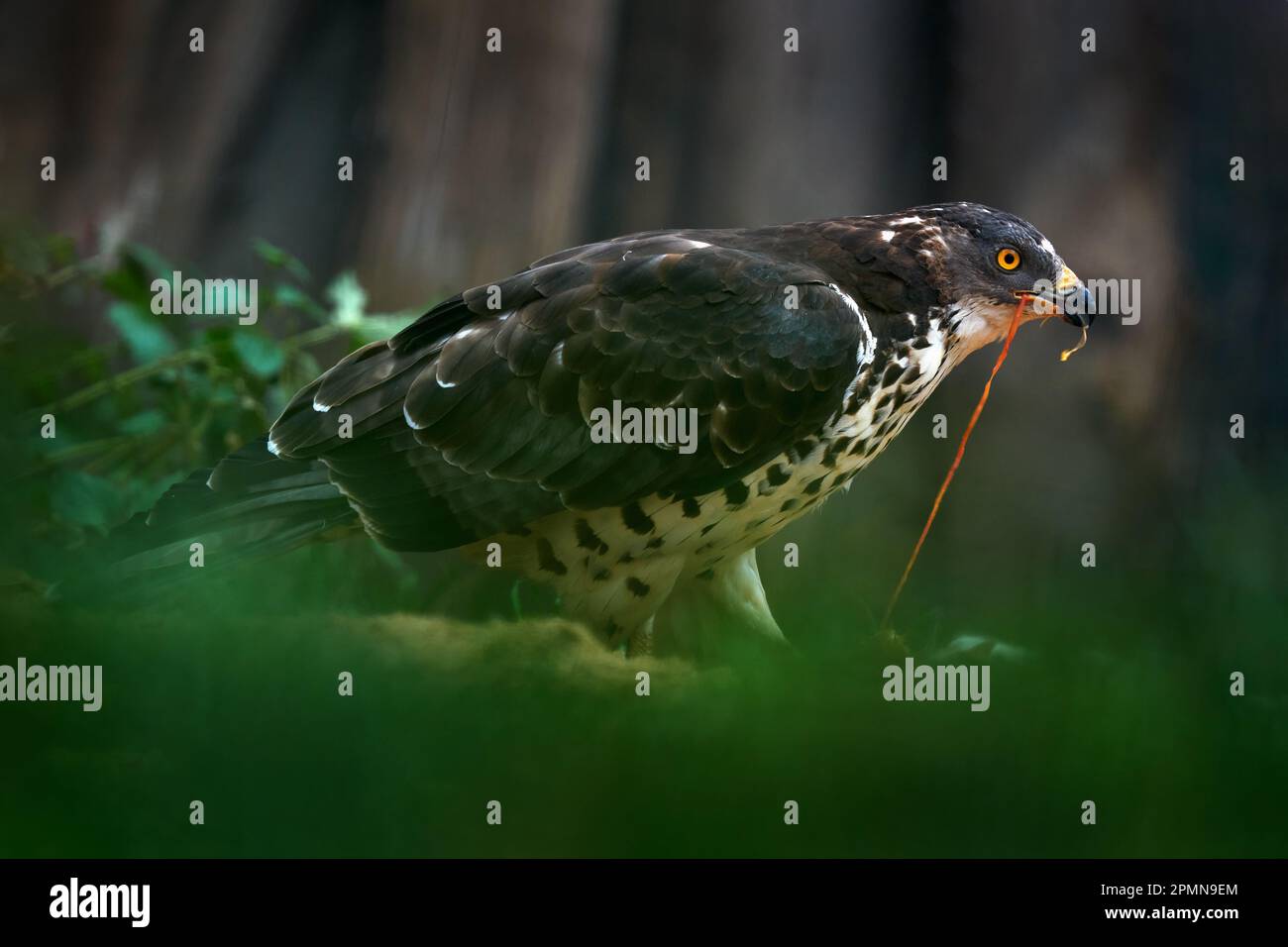 Honey buzzard, Pernis apivorus, birds of prey with catch. Hawk feeding ...