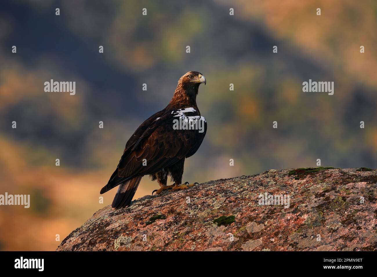 Aquila adalberti, Iberian Imperial Eagle, rare bird of prey on the rock ...