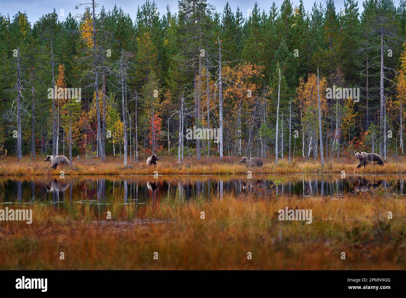 Brown bear mother with three cub baby. Autumn wildlife in Finland ...