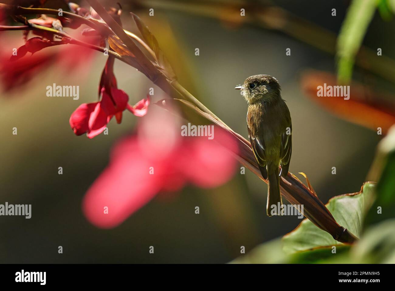 Black-capped flycatcher, Empidonax atriceps. Small flycatcher sitting ...