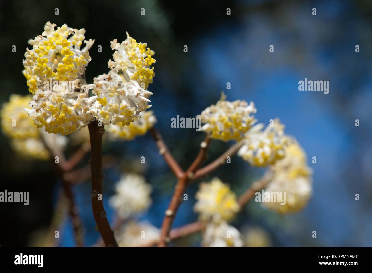 Pale yellow and white spring flowers of Paper bush Edgeworthia ...