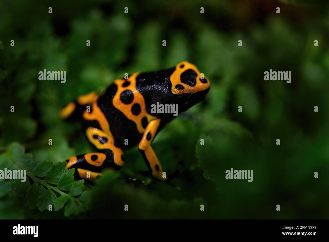 Dendrobates leucomelas, Yellow-banded poison dart frog in nature forest ...