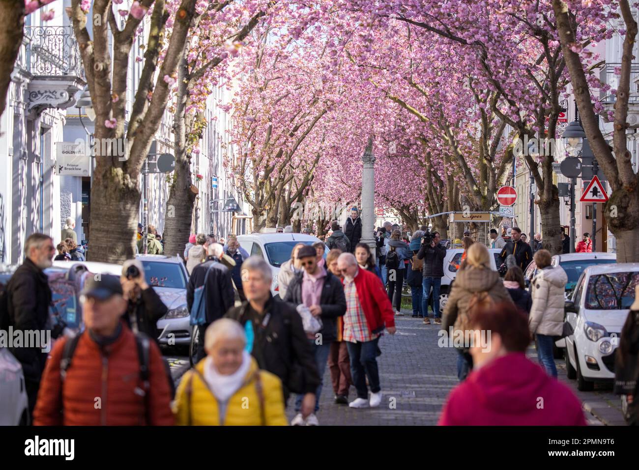 Bonn, Germany. 14th Apr, 2023. Tourists walk under blossoming cherry ...