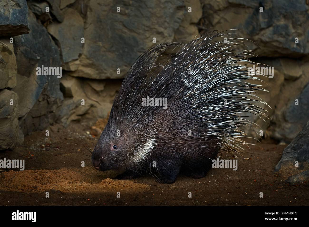 Crested porcupime, Hystrix indica, in the nature rock habitat. cute ...