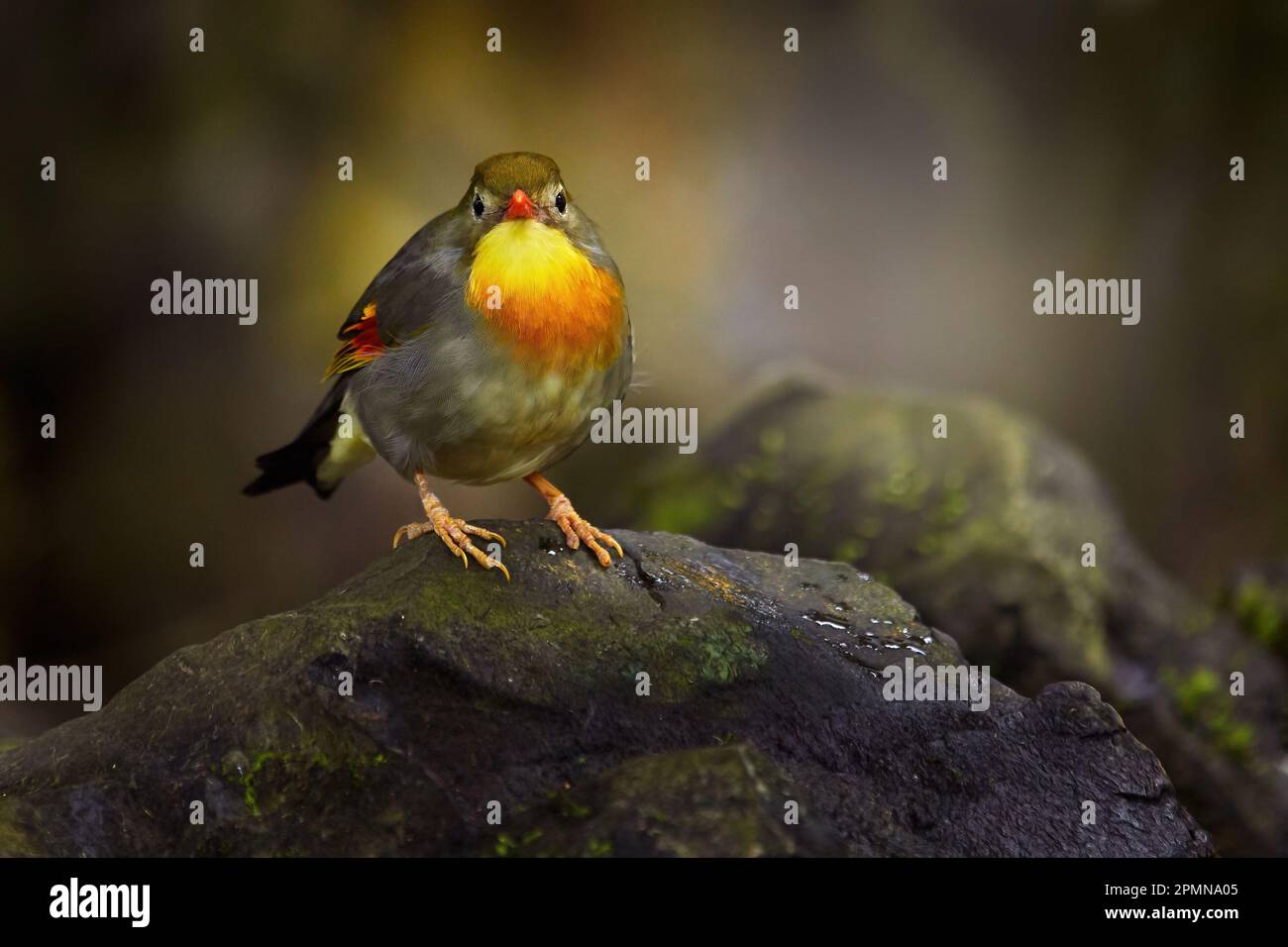 Red-billed leiothrix, Leiothrix lutea, rare bird from southern China ...