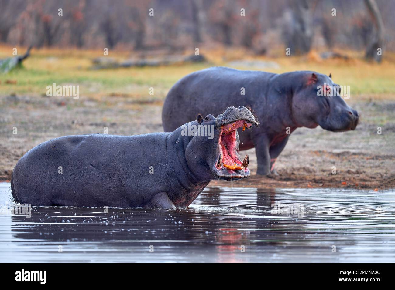 Botswana wildlife. Hippo with open mouth muzzle with toouth, danger ...