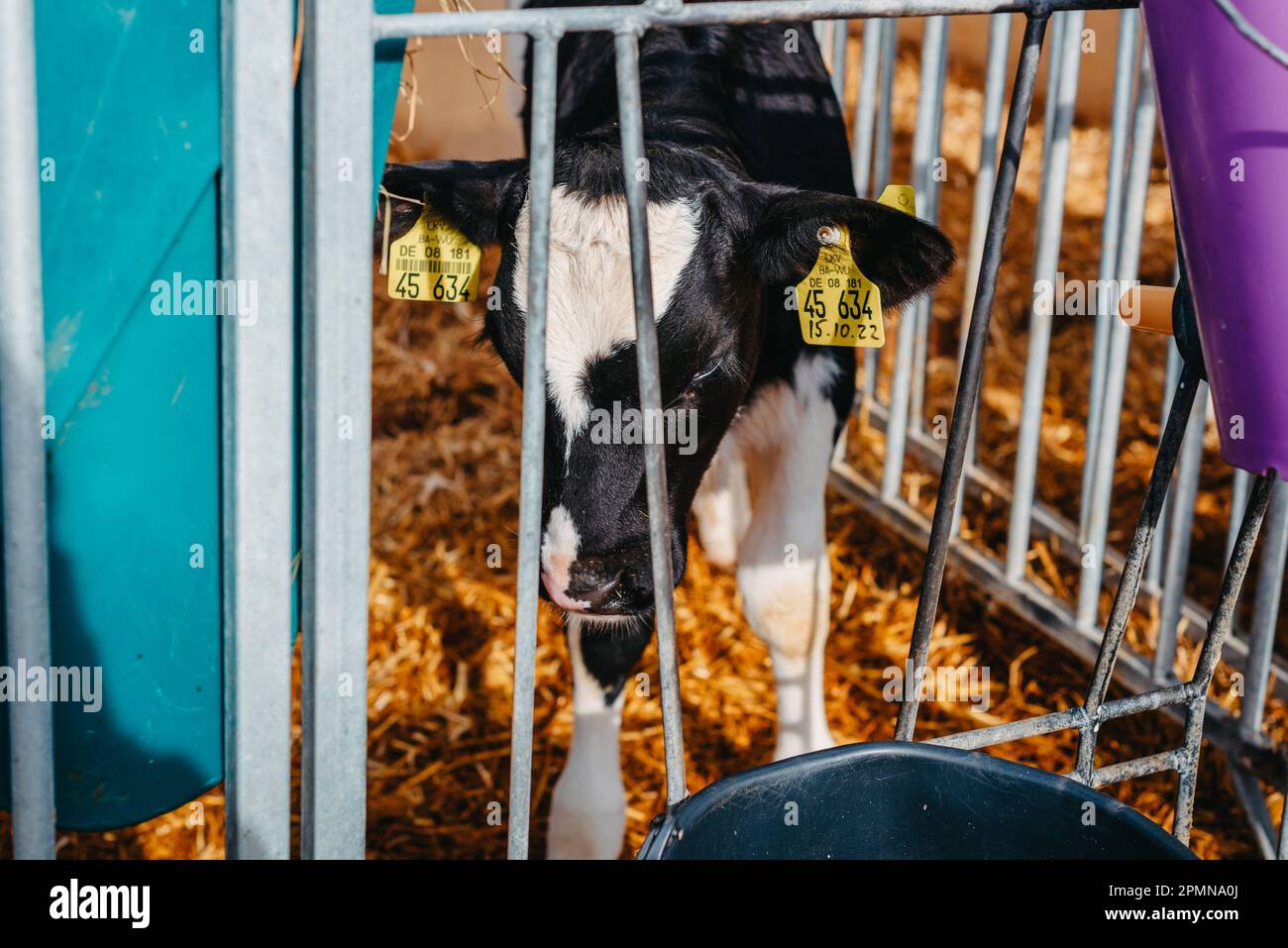 Little calf with yellow ear tags standing in cage in sunny livestock ...
