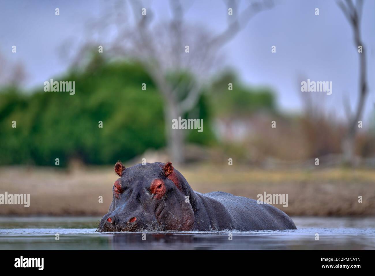 Botswana wildlife. Hippo with open mouth muzzle with toouth, danger ...
