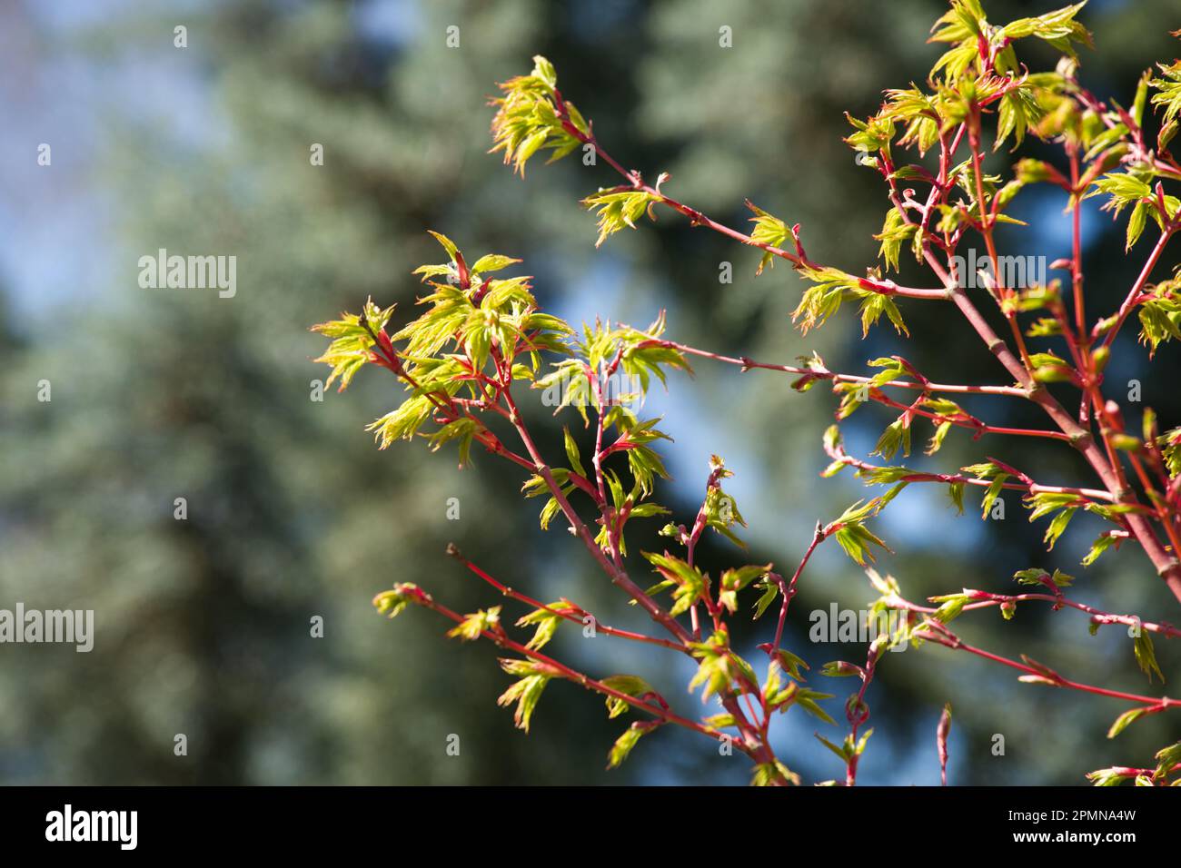 Tender new spring foliage and vivid red stems of Acer palmatum 'Winter ...