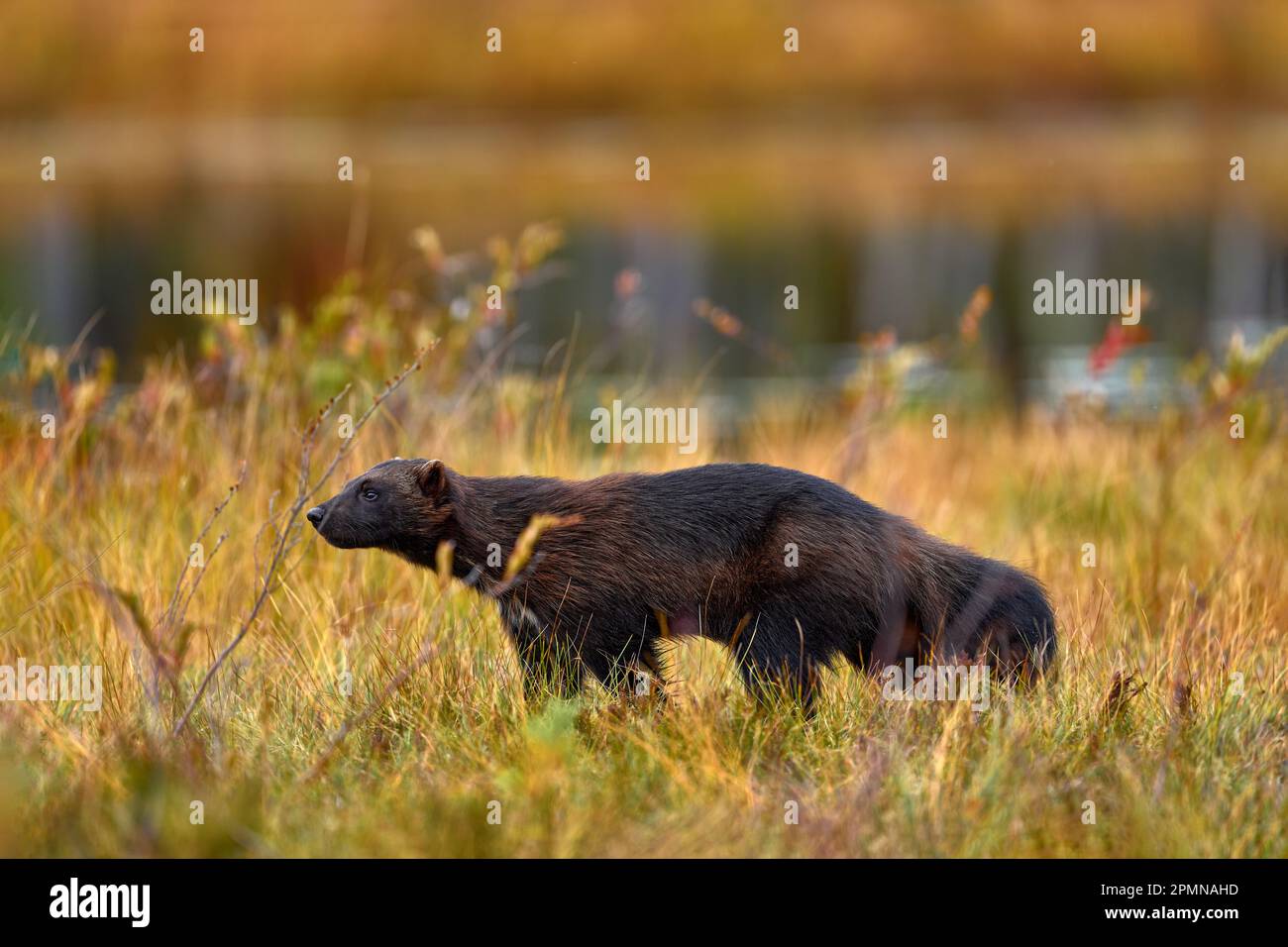Wolverine sunset. Wolverine running in autumn golden grass. Animal ...