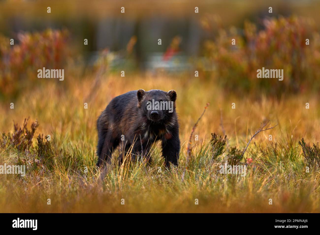 Wolverine running in autumn golden grass. Animal behaviour in the ...