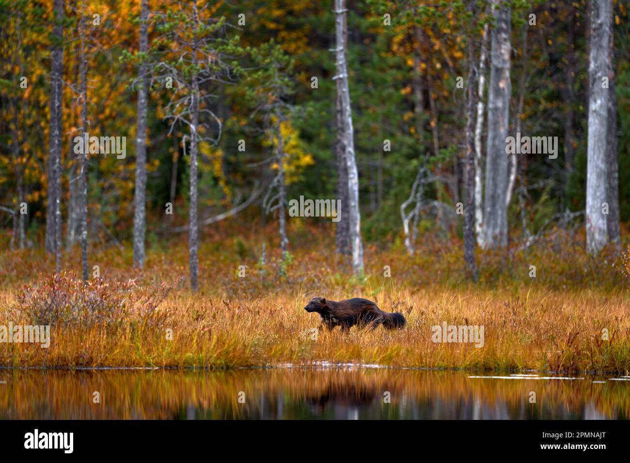 Wolverine running in autumn golden grass. Animal behaviour in the ...