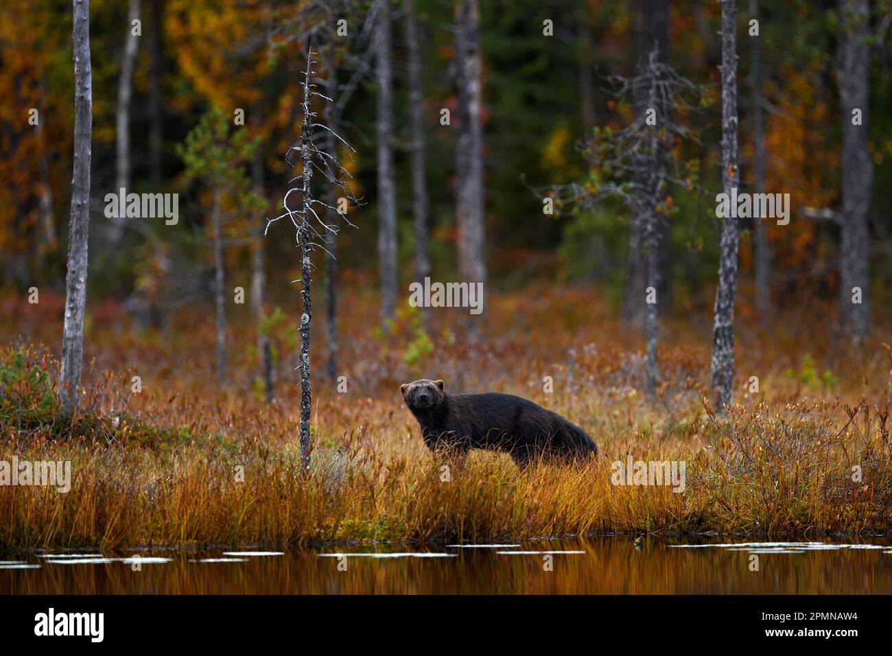 Wolverine running in autumn golden grass. Animal behaviour in the ...