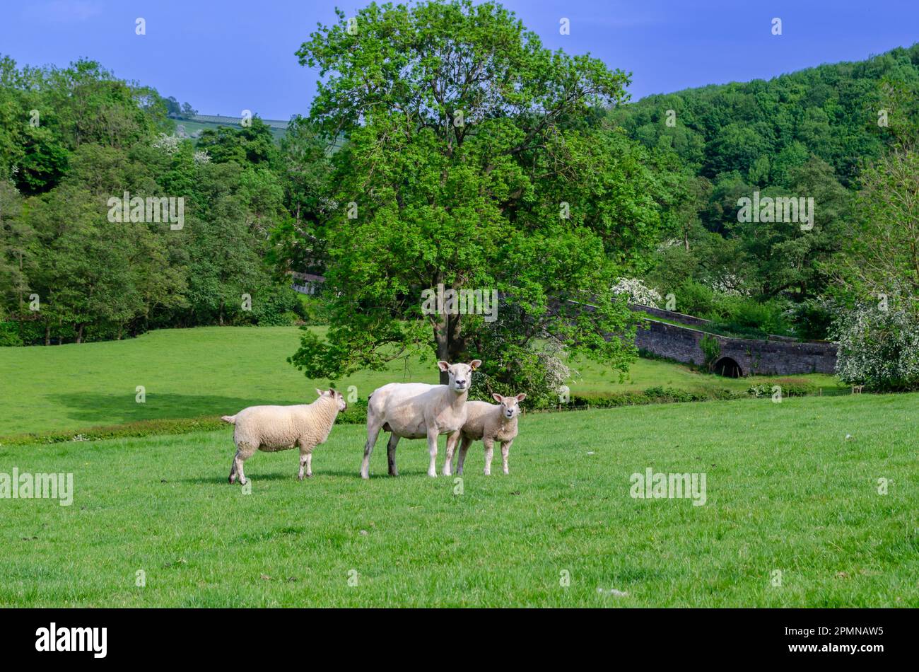 Sheep and lambs enjoying the spring sun near Thorpe in the Derbyshire ...