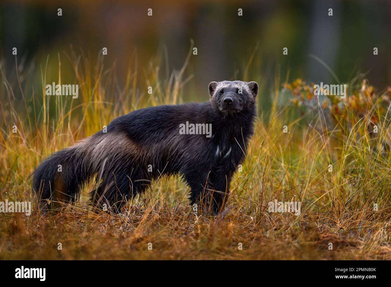 Wolverine running in autumn golden grass. Animal behaviour in the ...