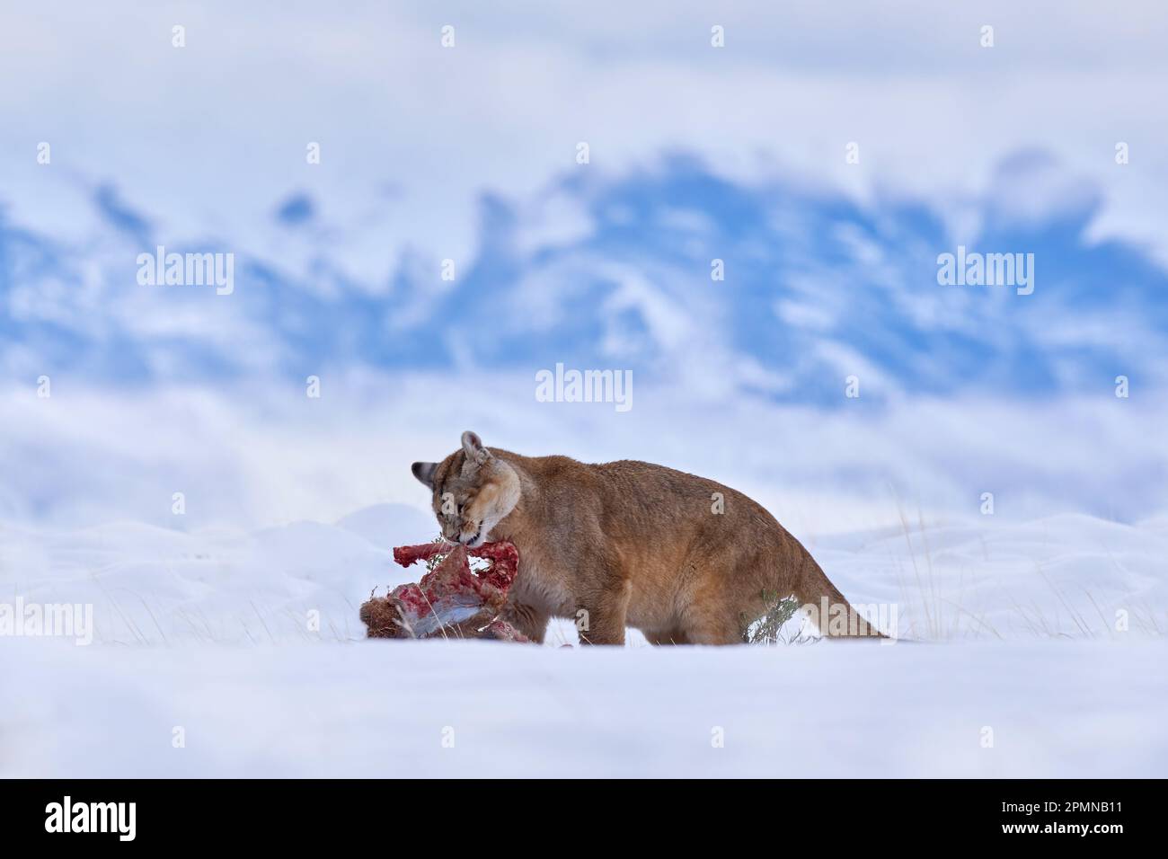 Puma eating guancao carcass, skeleton in the mouth muzzle with tongue ...