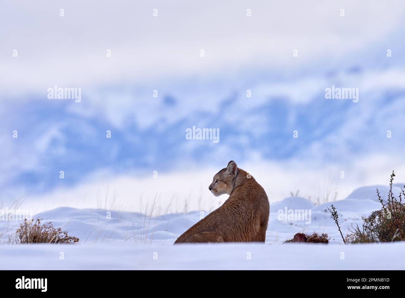 Puma eating guancao carcass, skeleton in the mouth muzzle with tongue ...