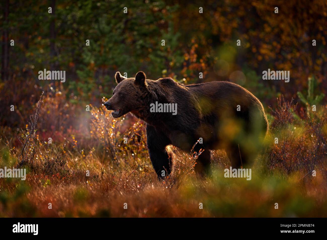 Bear hidden in yellow forest. Autumn trees with bear, face portrait ...