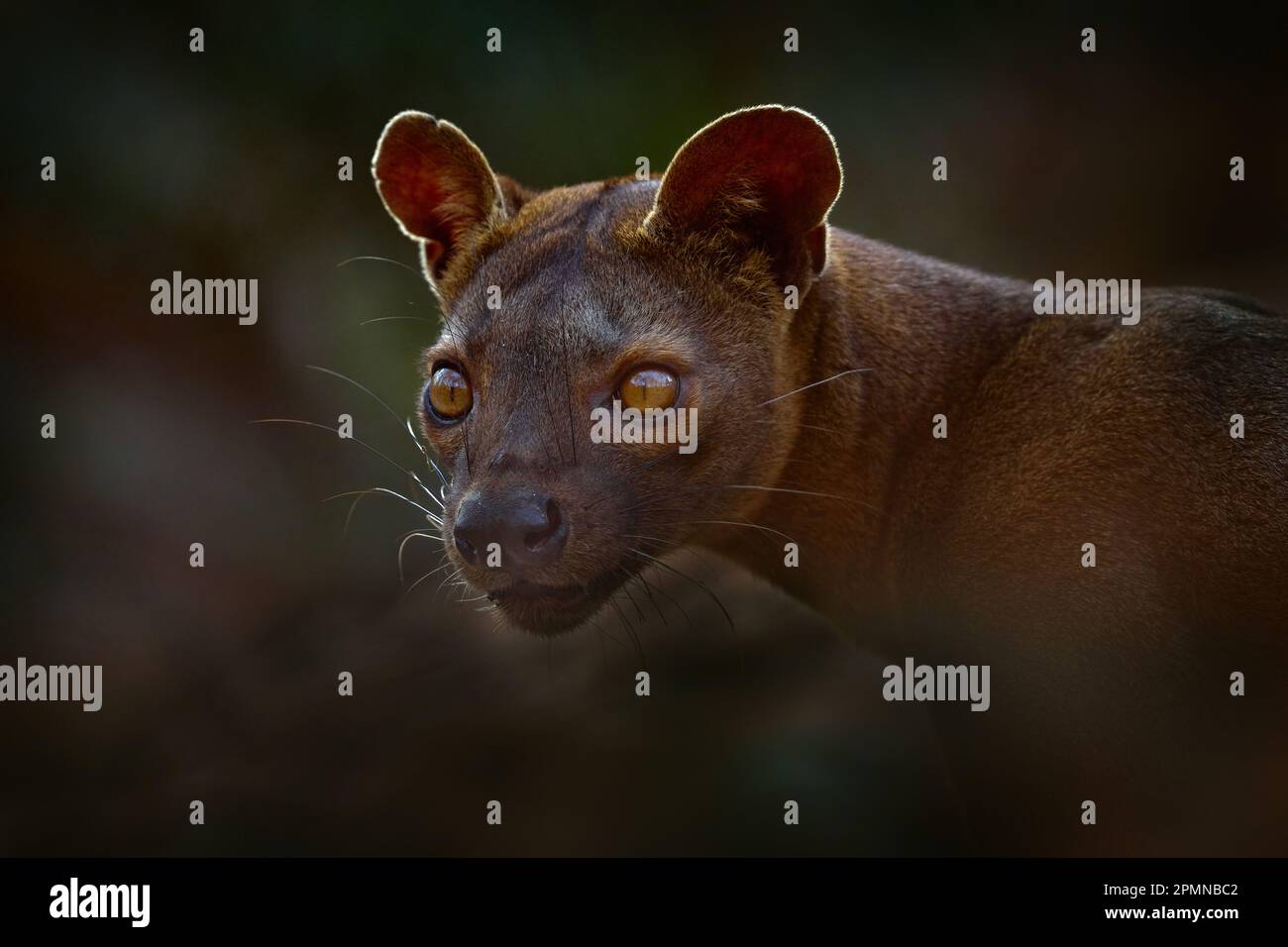 Fosa, Cryptoprocta ferox, Kirindy Forest in Madagascar. Close-up detail ...